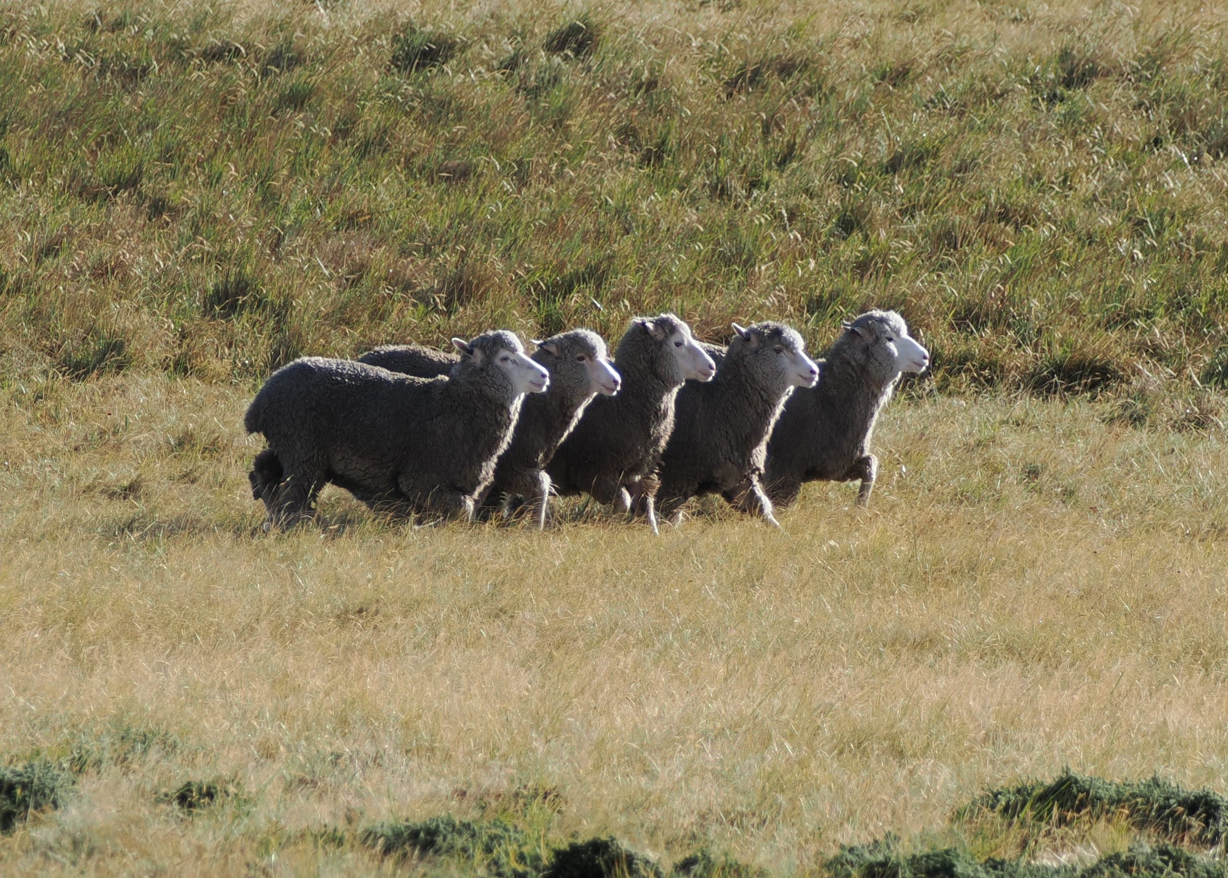 Sheep Life | Where is Sarah?